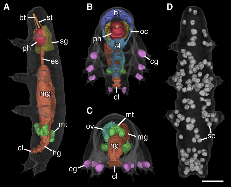 X-ray imaging of a water bear offers a new look at tardigrade internal ...