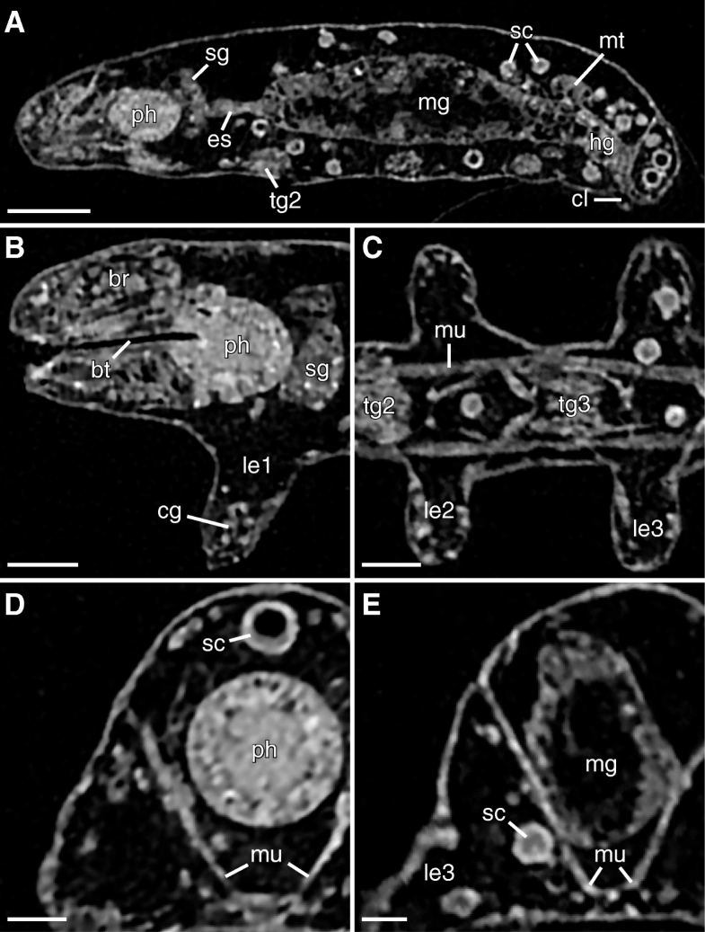 X-ray imaging of a water bear offers a new look at tardigrade internal ...