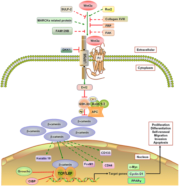 Wnt3a: functions and implications in cancer | SpringerLink