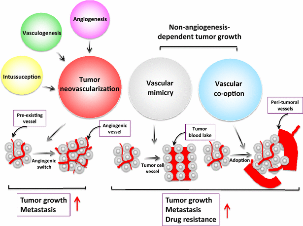 Future options of anti-angiogenic cancer therapy | Cancer ...
