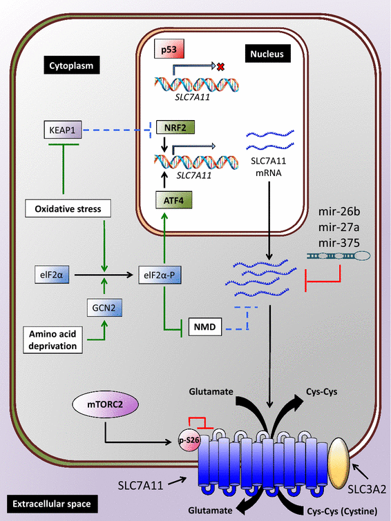 Amino acid transporter SLC7A11/xCT at the crossroads of regulating redox homeostasis and ...