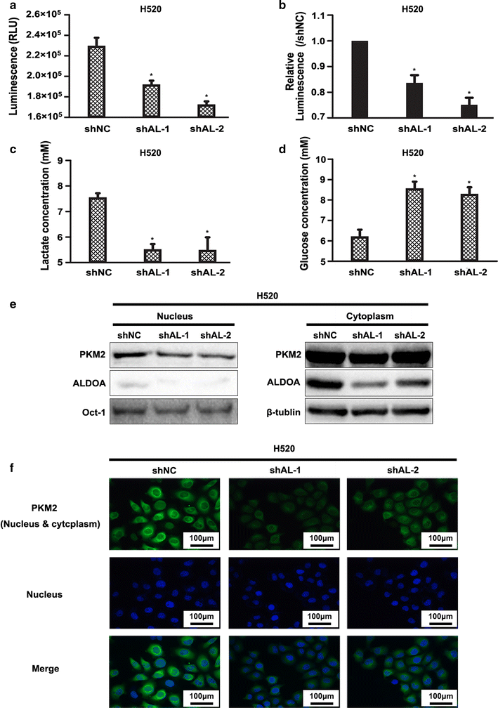 Aldolase A Promotes Proliferation And G1 S Transition Via The Egfr Mapk