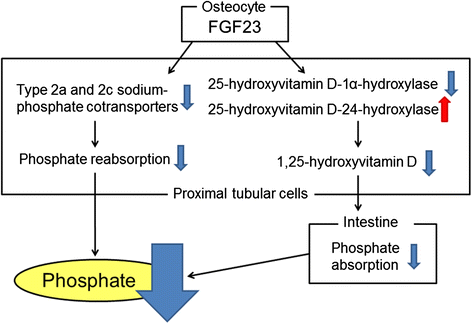 FGF23-Klotho axis in CKD | Renal Replacement Therapy | Full Text