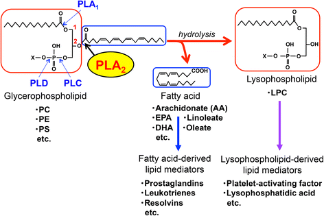 Metabolic regulation by secreted phospholipase A2 | Inflammation and Regeneration | Full Text