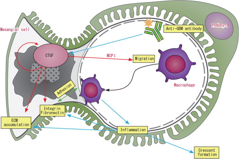 CTGF in kidney fibrosis and glomerulonephritis | Inflammation and ...