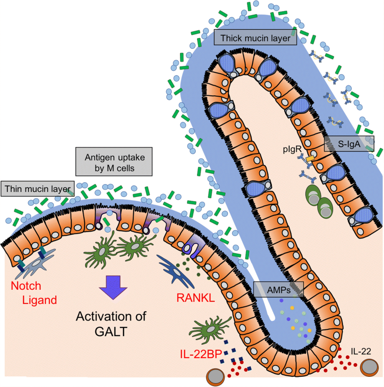 M cell-dependent antigen uptake on follicle-associated epithelium for ...