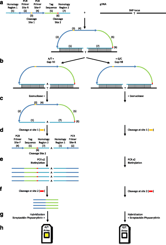 Utilization of the oncoscan microarray assay in cancer diagnostics ...