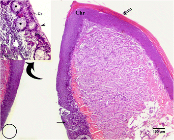 Functional morphological study of the choana in different bird species ...