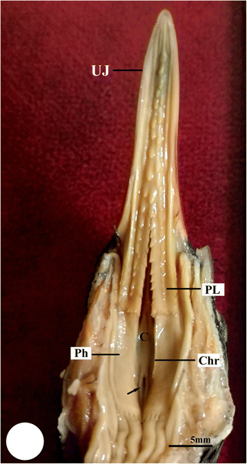 Functional morphological study of the choana in different bird species ...