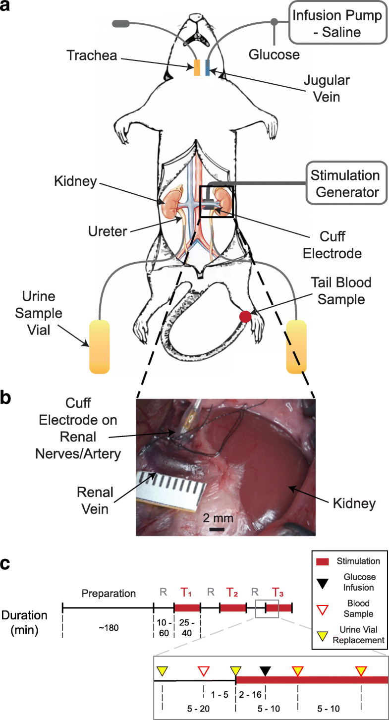 Electrical stimulation of renal nerves for modulating urine glucose ...