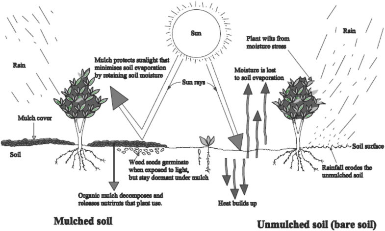 Mulching as water-saving technique in dryland agriculture: review article | SpringerLink