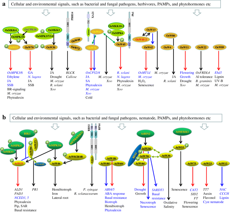WRKY transcription factors: evolution, binding, and action | SpringerLink
