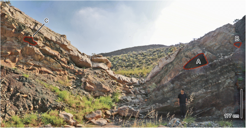 The first theropod tracks from the Middle Jurassic of Gansu, Northwest ...