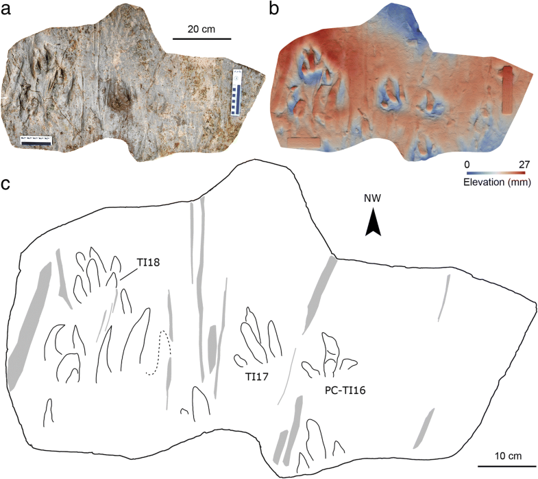The first theropod tracks from the Middle Jurassic of Gansu, Northwest ...