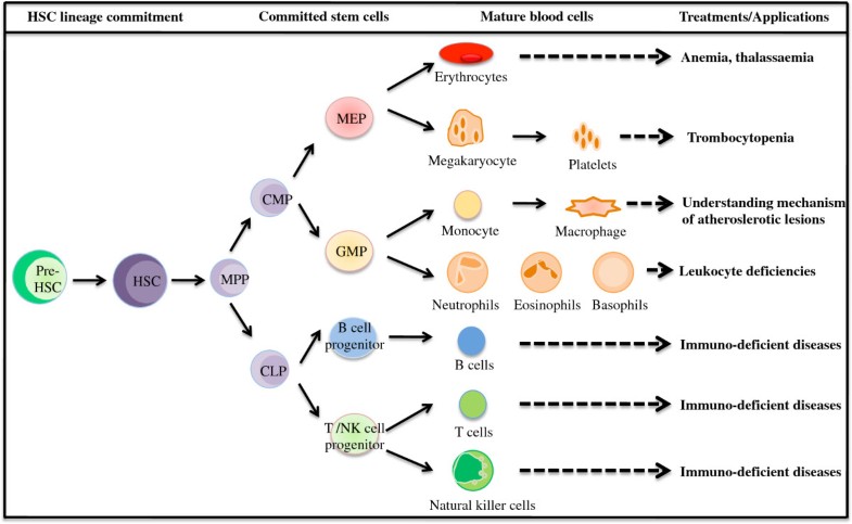 Hematopoietic cell differentiation from embryonic and induced ...
