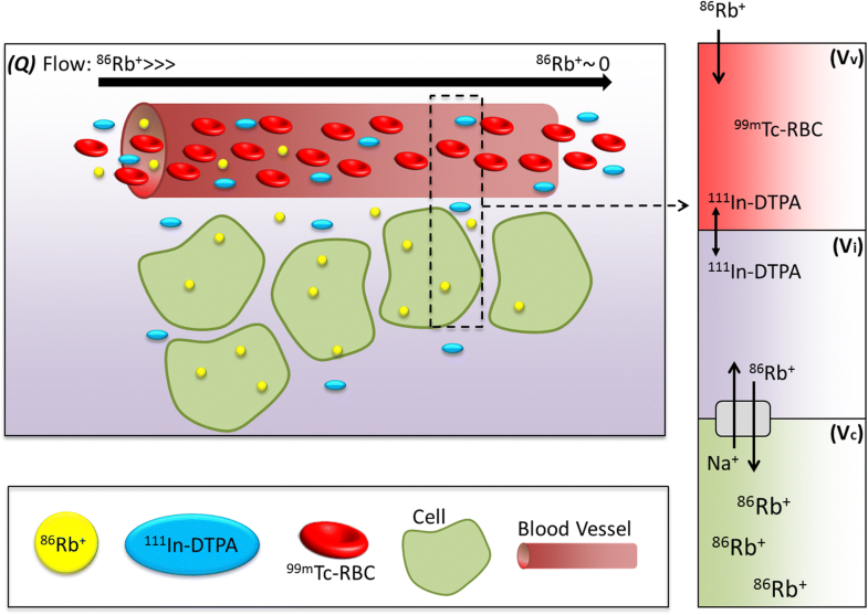 Tissue Physiology of Cynomolgus Monkeys: Cross-Species Comparison and ...
