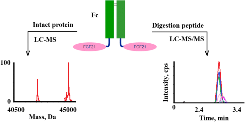 Characterization and Quantification of an Fc-FGF21 Fusion Protein in ...