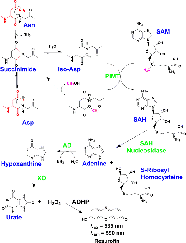 A Fluorescence-Based High-Throughput Coupled Enzymatic Assay for ...