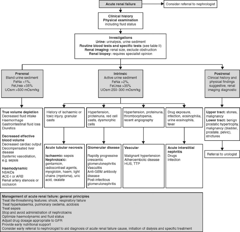 Management of Acute Renal Failure in the Elderly Patient | SpringerLink