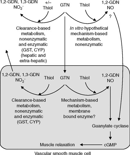 Clinical Pharmacokinetics and Pharmacodynamics of Glyceryl Trinitrate ...