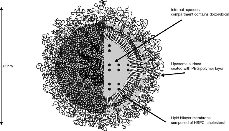 Pharmacokinetics of Pegylated Liposomal Doxorubicin | SpringerLink