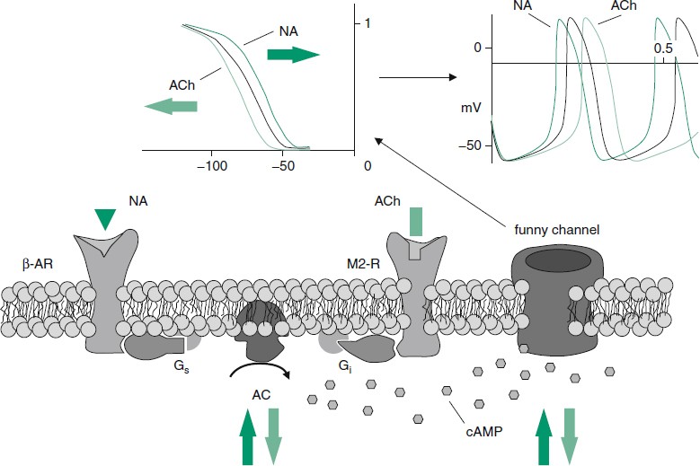 The Funny Current | SpringerLink