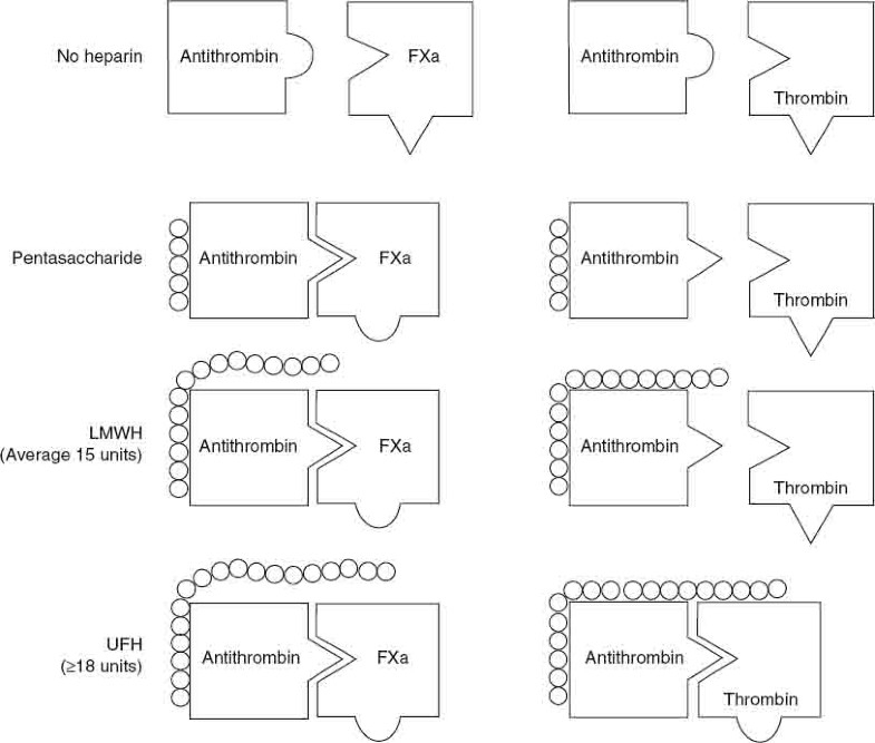 Hereditary and Acquired Antithrombin Deficiency | SpringerLink