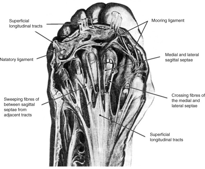 The Pathomechanics of Plantar Fasciitis | SpringerLink