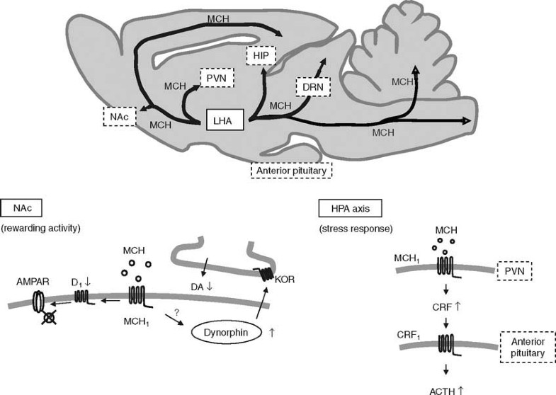 Melanin-Concentrating Hormone MCH1 Receptor Antagonists | SpringerLink