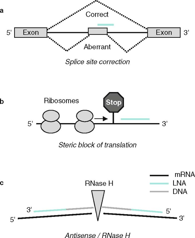 Locked Nucleic Acid Oligonucleotides | SpringerLink