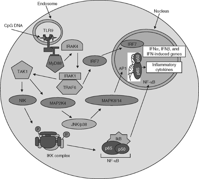 CpG Oligodeoxynucleotides as TLR9 Agonists | SpringerLink