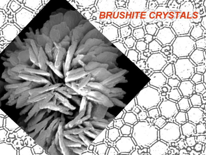 Microstructure of brushite crystals prepared via high internal phase ...