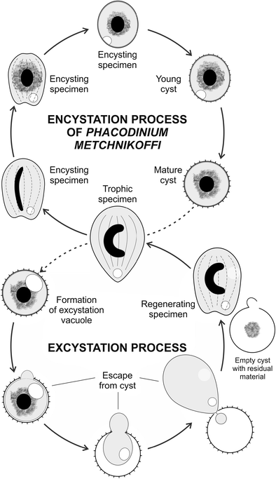 Light microscopy observations on the encystation and excystation processes of the ciliate ...