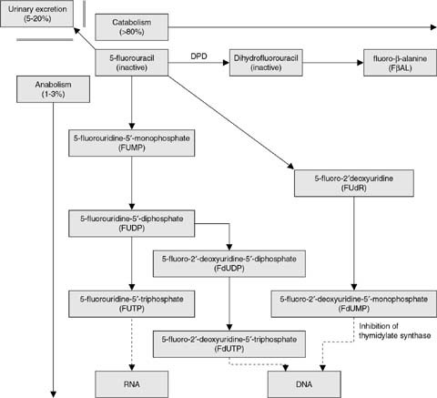 The Effect of Dihydropyrimidine Dehydrogenase Deficiency on Outcomes ...