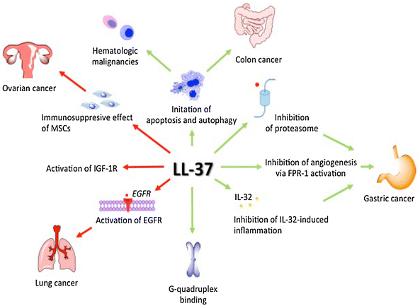 The Role of Cathelicidin LL-37 in Cancer Development | SpringerLink