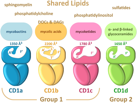 CD1: A Singed Cat of the Three Antigen Presentation Systems | SpringerLink
