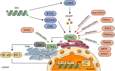 STING Signaling in Cancer Cells: Important or Not? | SpringerLink