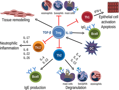 Allergen-Specific T Cells in IgE-Mediated Food Allergy | SpringerLink