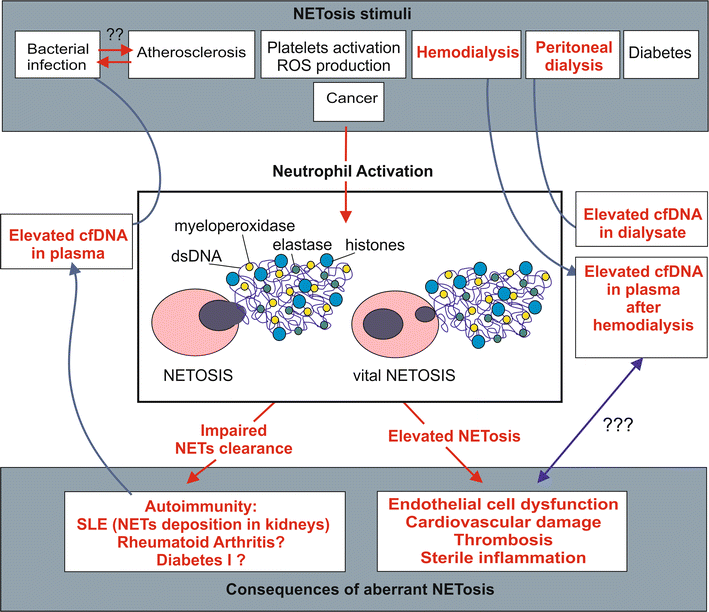 NETosis provides the link between activation of neutrophils on ...