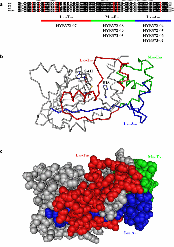 Mapping of the binding sites of human histamine N-methyltransferase (H ...