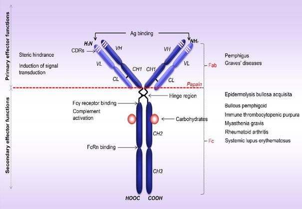 The neonatal Fc receptor as therapeutic target in IgG-mediated ...