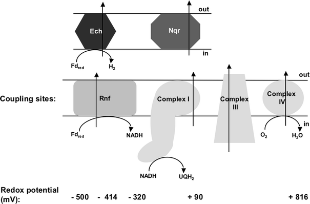 Biochemistry, evolution and physiological function of the Rnf complex ...