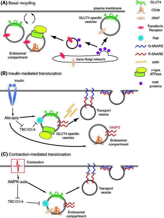 Subcellular trafficking of the substrate transporters GLUT4 and CD36 in ...