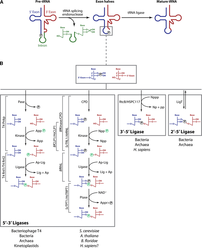 Diversity and roles of (t)RNA ligases | SpringerLink