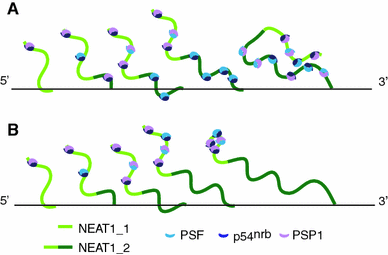 Paraspeckle nuclear bodies—useful uselessness? | SpringerLink