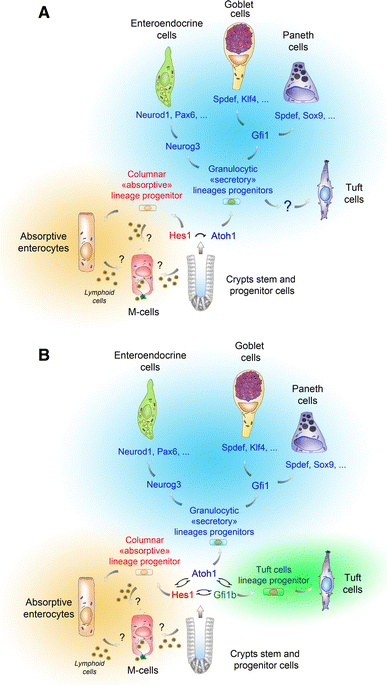 The intestinal epithelium tuft cells: specification and function ...