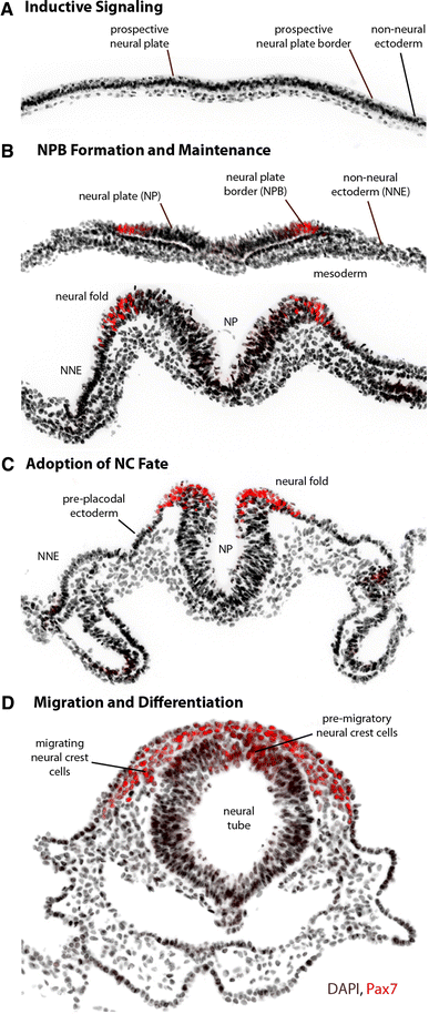 Current perspectives of the signaling pathways directing neural crest ...