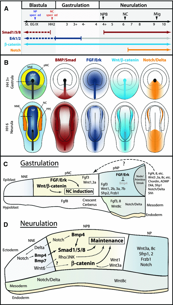 Current perspectives of the signaling pathways directing neural crest ...