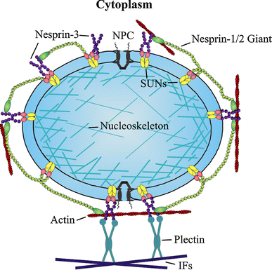 Nesprin interchain associations control nuclear size | SpringerLink