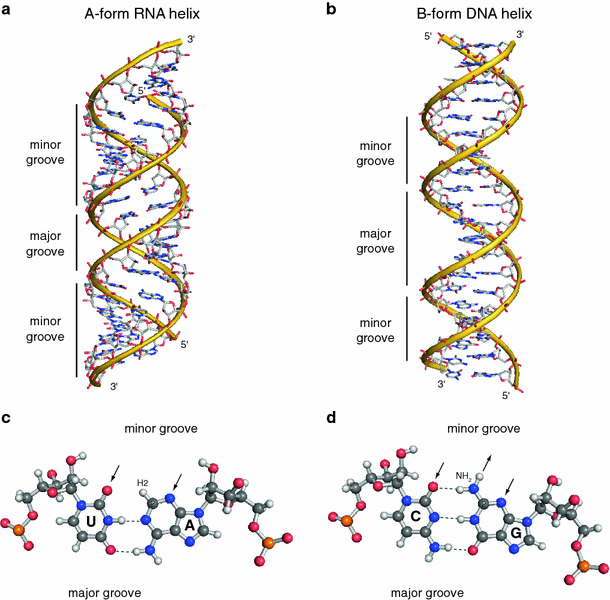 RNA recognition by double-stranded RNA binding domains: a matter of ...